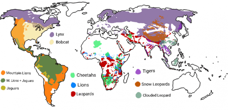 World Map Shows the Distribution of Big Cats Around the World - Chartistry